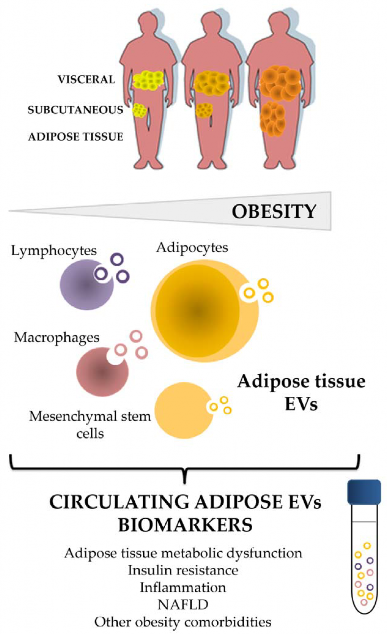Deciphering Adipose Tissue Extracellular Vesicles Protein Cargo and Its Role in Obesity – Geivex