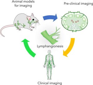 Physiological models for in vivo imaging and targeting the lymphatic ...
