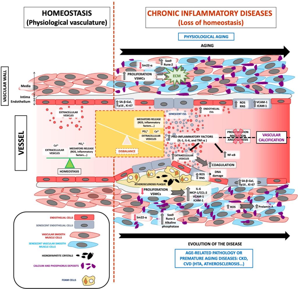 The Contribution of Extracellular Vesicles From Senescent Endothelial and Vascular Smooth Muscle ...